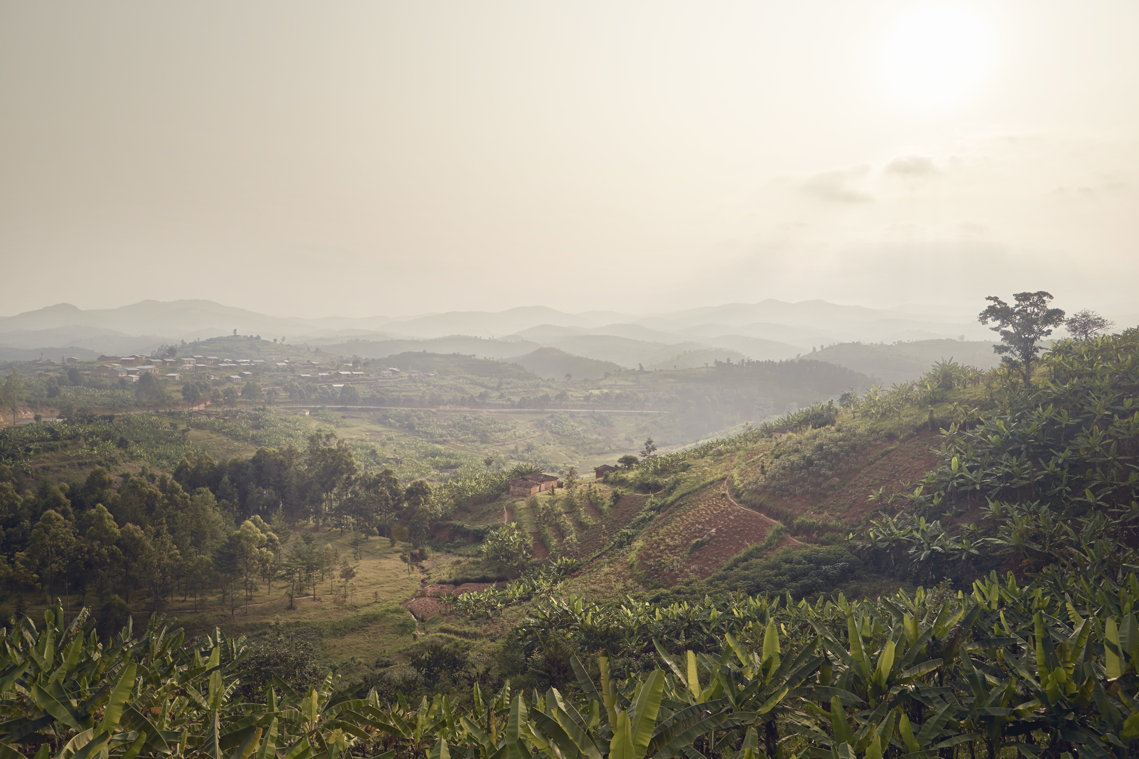 Hot Lava Java | House blends | Taylors of Harrogate